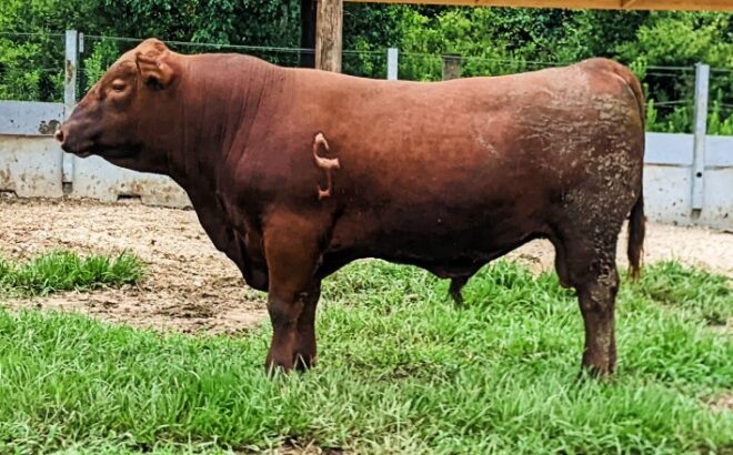 Red Angus Bulls | Cattlemen's Preferred Sale